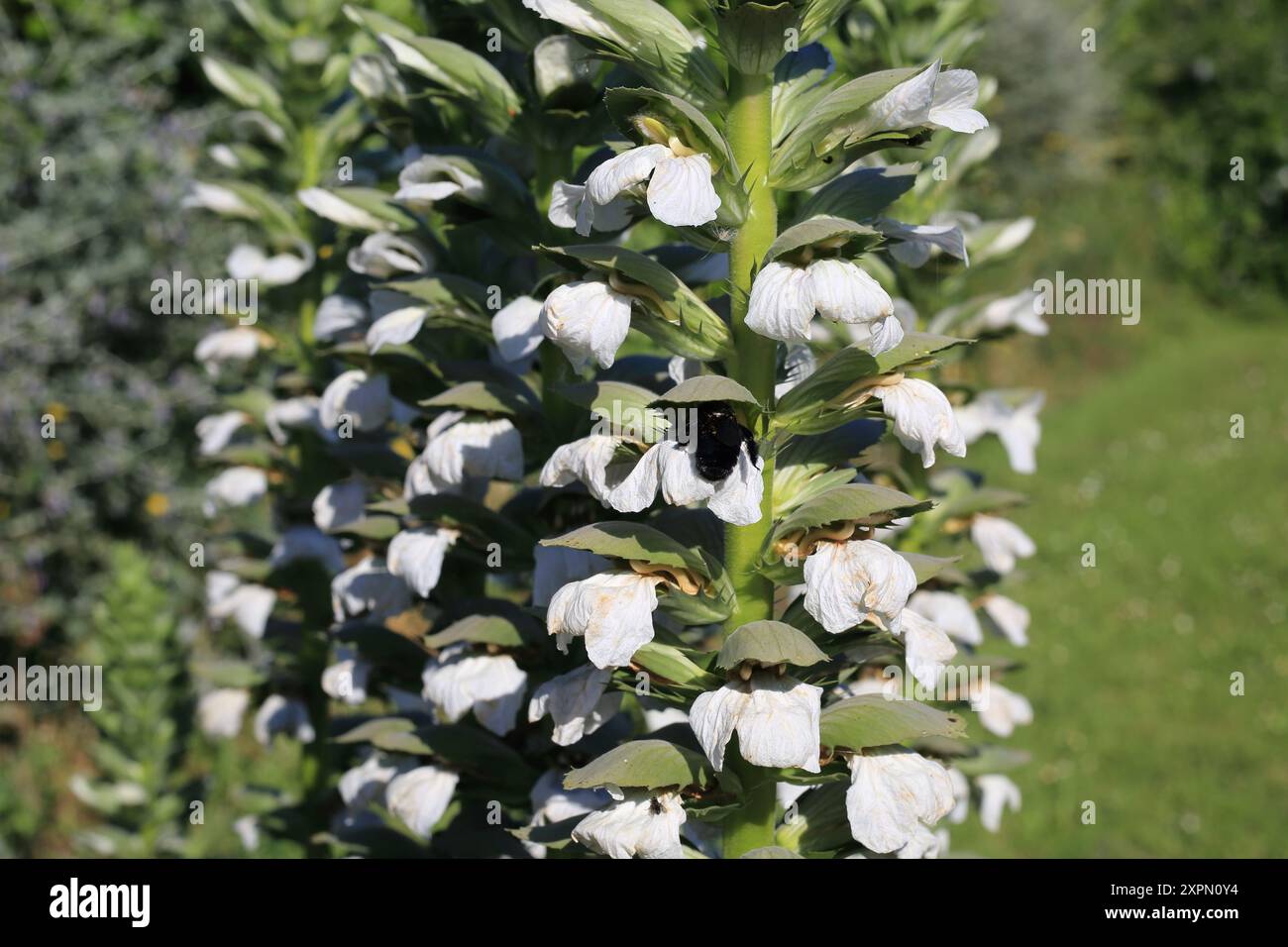 Black Carpenter Bee (also known as a Violet Carpenter Bee) on a bears ...