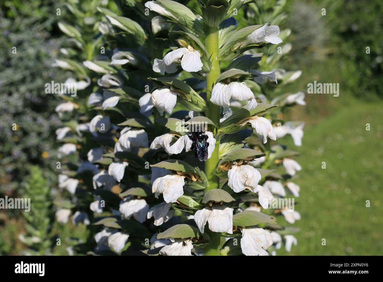 Black Carpenter Bee (also known as a Violet Carpenter Bee) on a bears ...