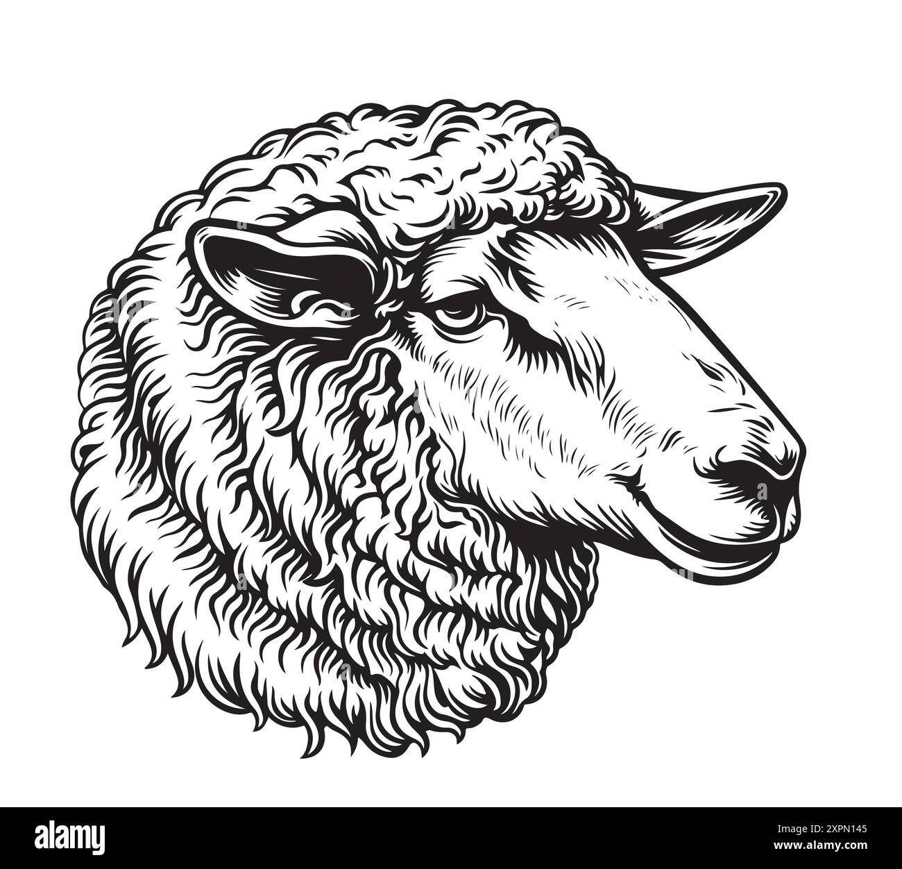 Hand drawn head of sheep in sketch style. Wool, lamb symbol. Farm ...