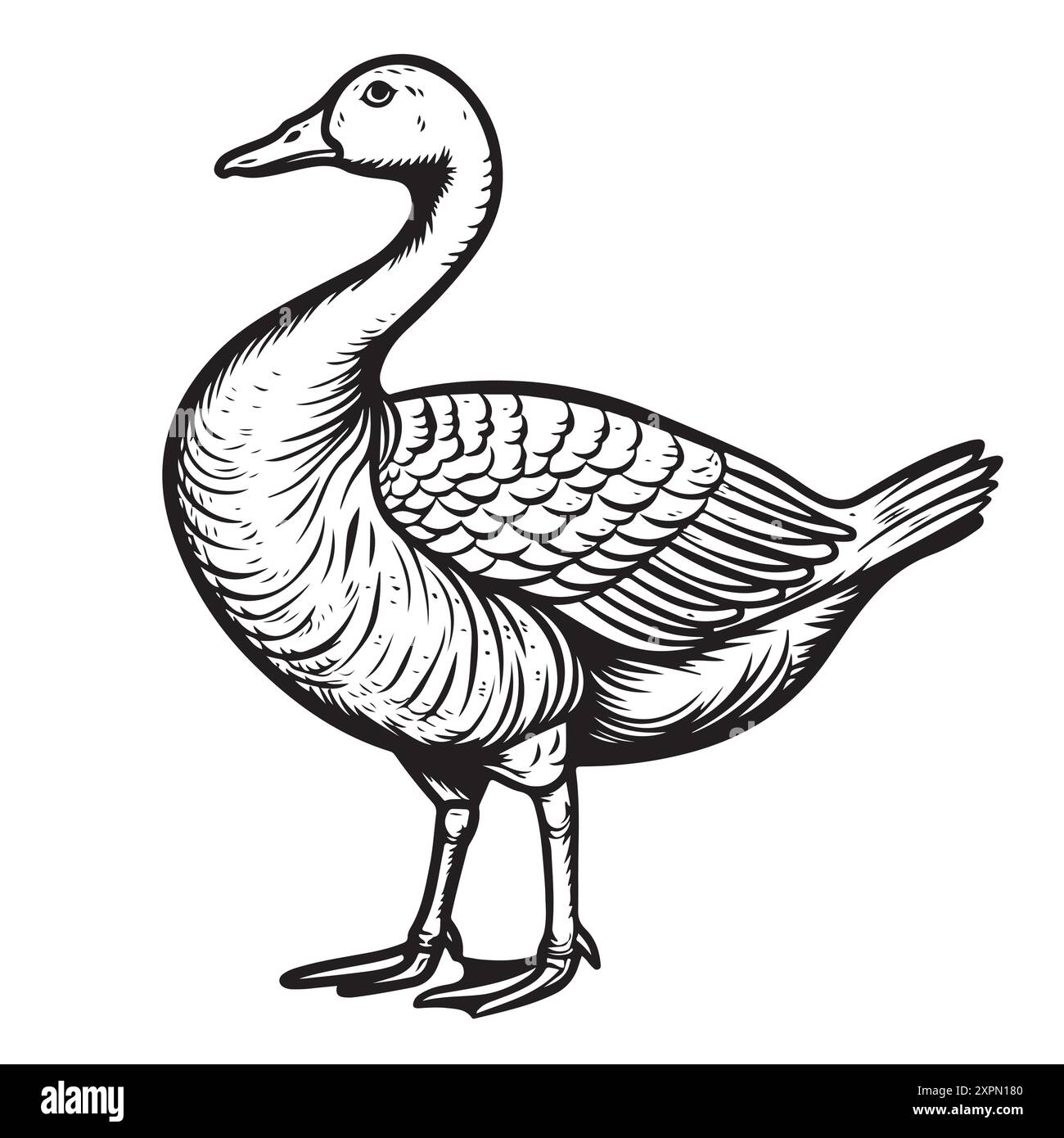 Duck sketch painted vector illustration Bird hunting Stock Vector Image ...
