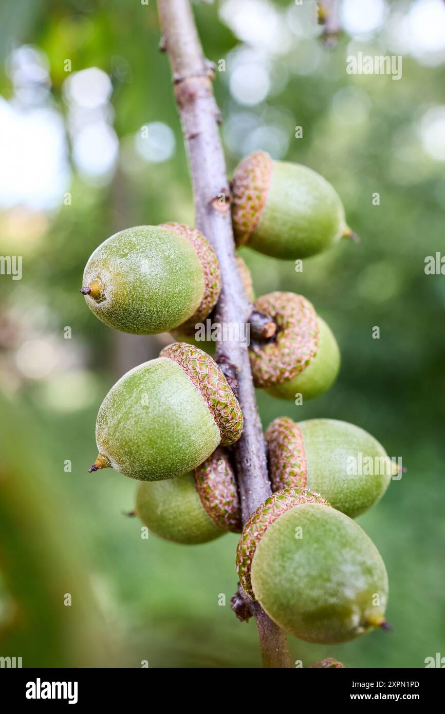Acorns of Quercus palustris also called pin swamp or Spanish oak, tree ...