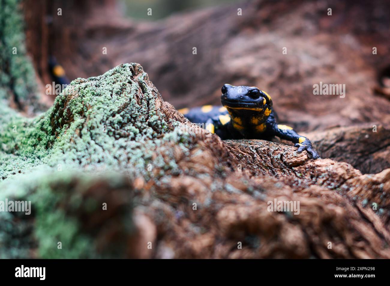 Spotted fire salamander on a old stump in the rain forest. Wildlife ...