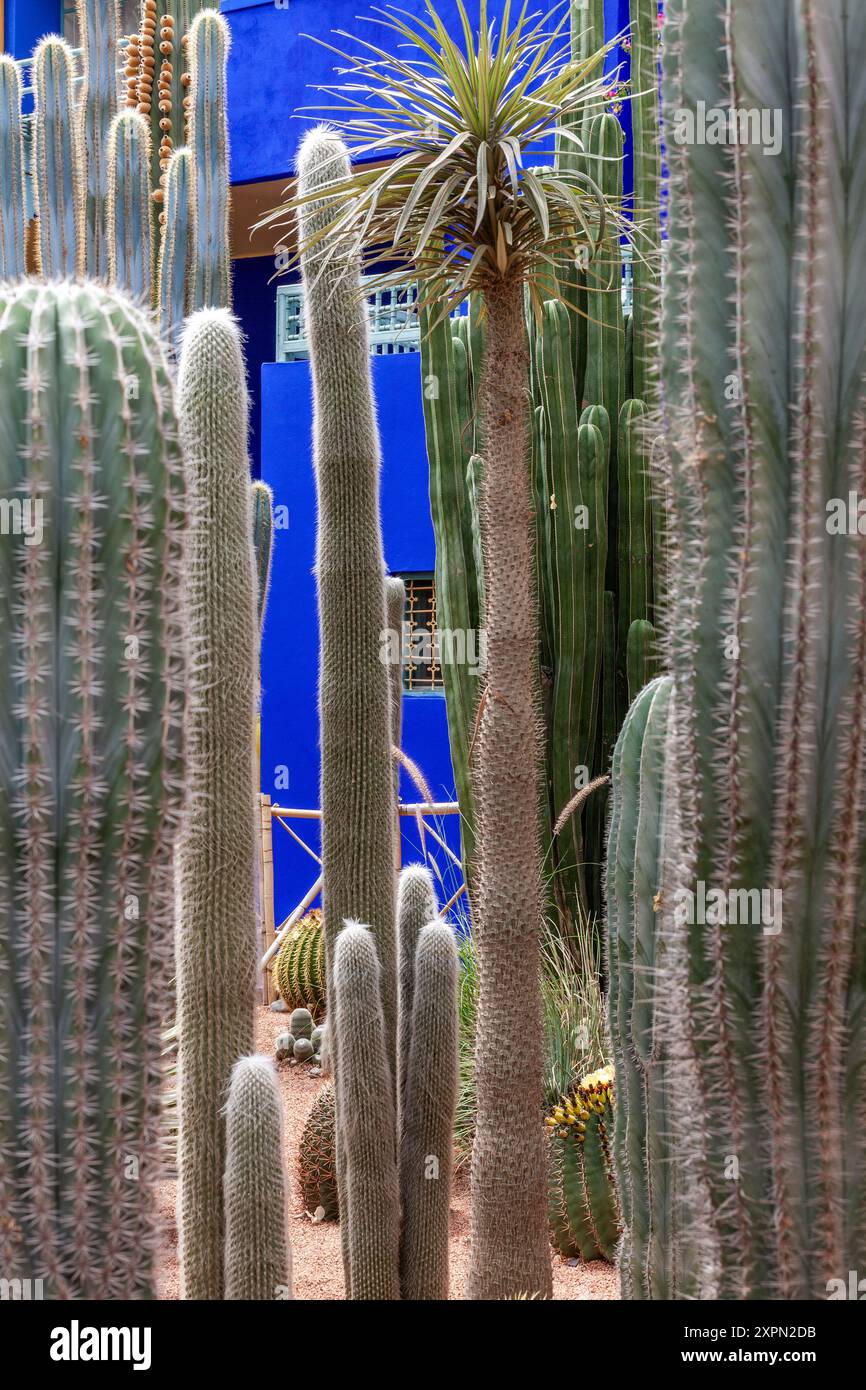 Collection of cacti forming a forest of candelabras, through which the ...