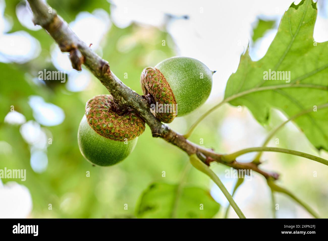 Acorns of Quercus palustris also called pin swamp or Spanish oak, tree ...
