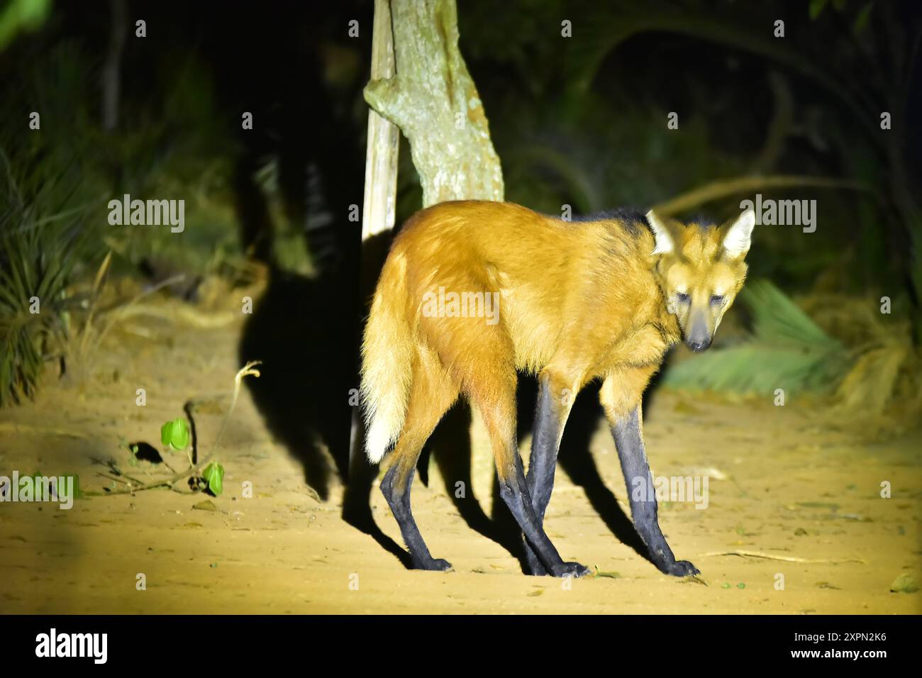 Maned wolf at night, Emas National Park, Goias Estate, Brazil Stock ...