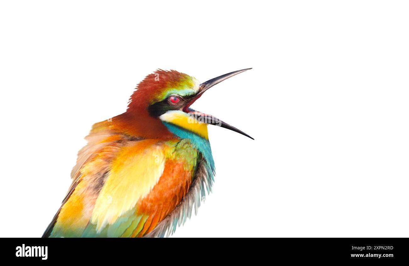 Paradise kingfisher Cut Out Stock Images & Pictures - Alamy