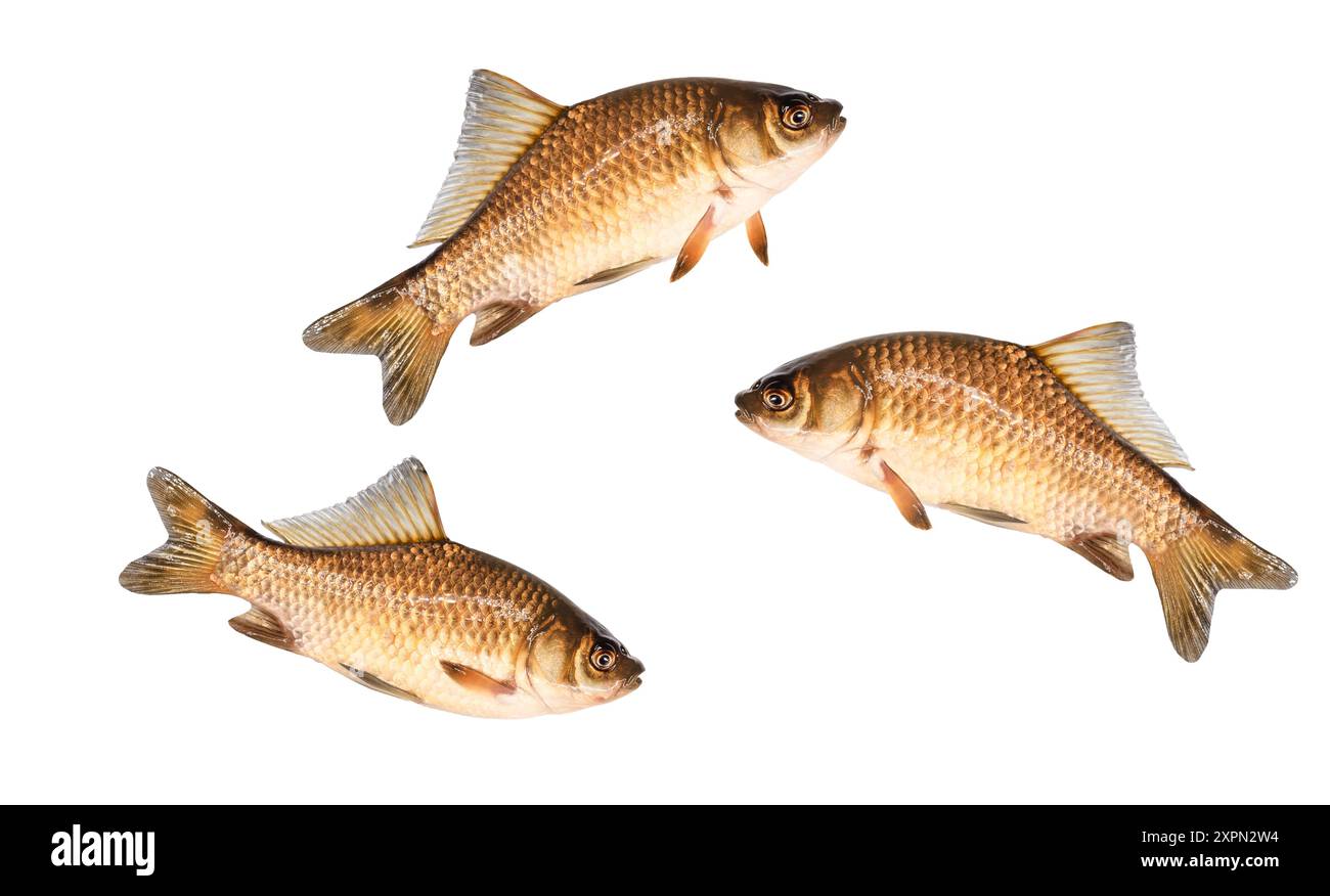 fish, crucian carp isolated on white Stock Photo - Alamy