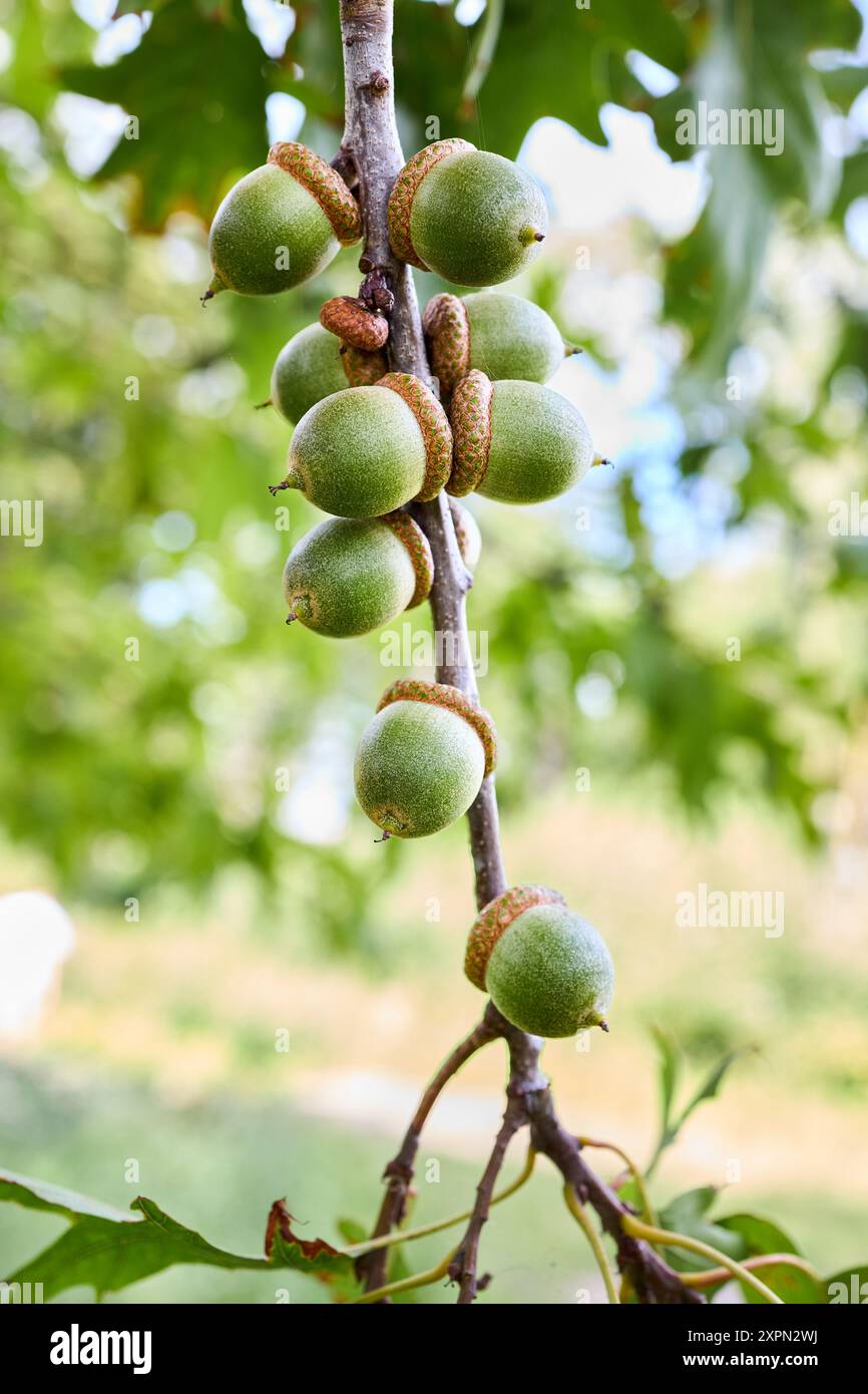 Acorns of Quercus palustris also called pin swamp or Spanish oak, tree ...