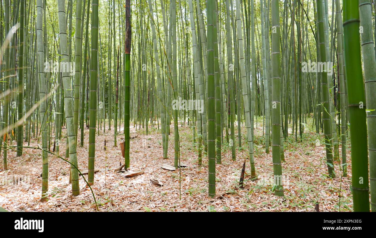 The Arashiyama Bamboo Grove: one of Kyoto's top sights (Japan Stock ...
