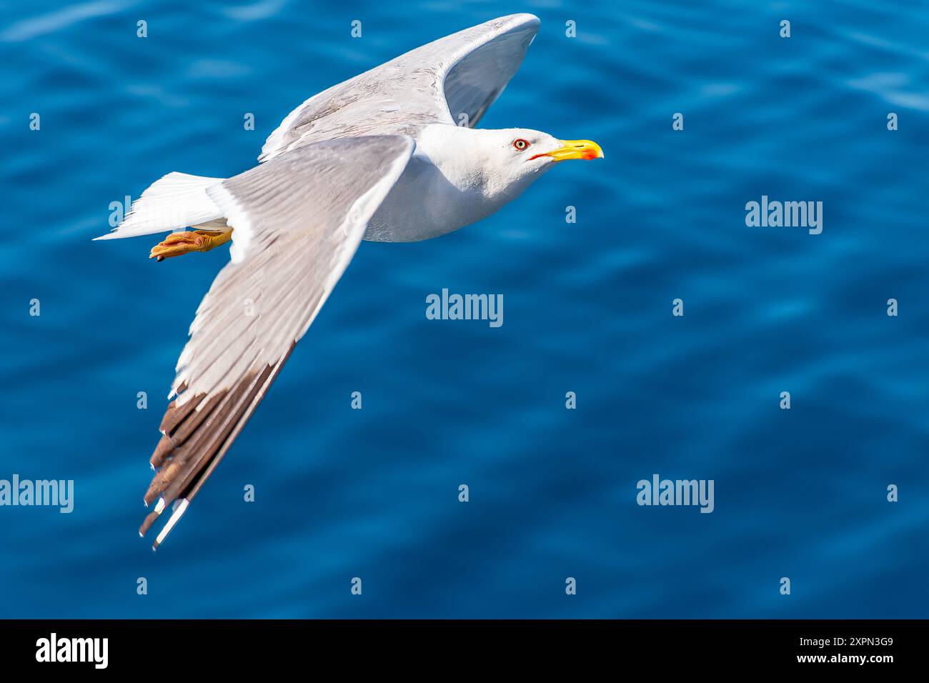 Oceanic flyer hi-res stock photography and images - Alamy