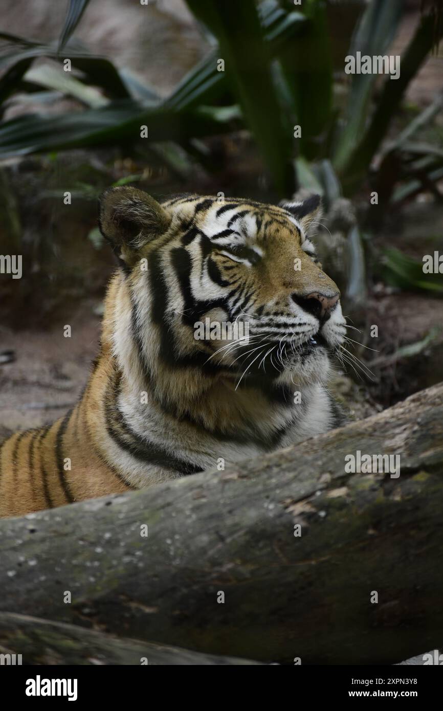 Siberian tiger at Itatiba Park, São Paulo Estate, Brazil Stock Photo ...