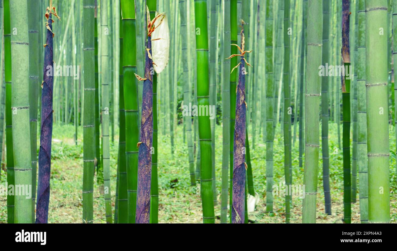 The Arashiyama Bamboo Grove: one of Kyoto's top sights (Japan Stock ...