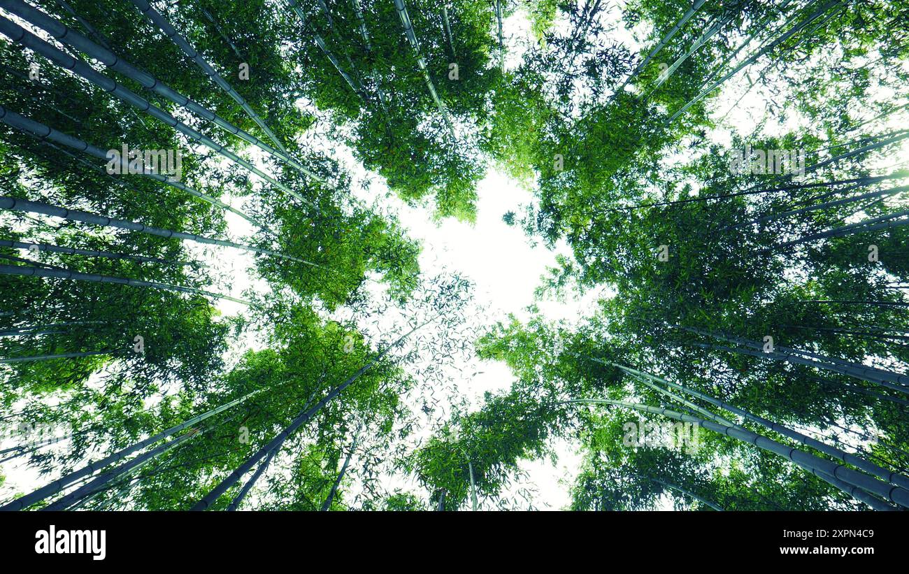 The Arashiyama Bamboo Grove: one of Kyoto's top sights (Japan Stock ...