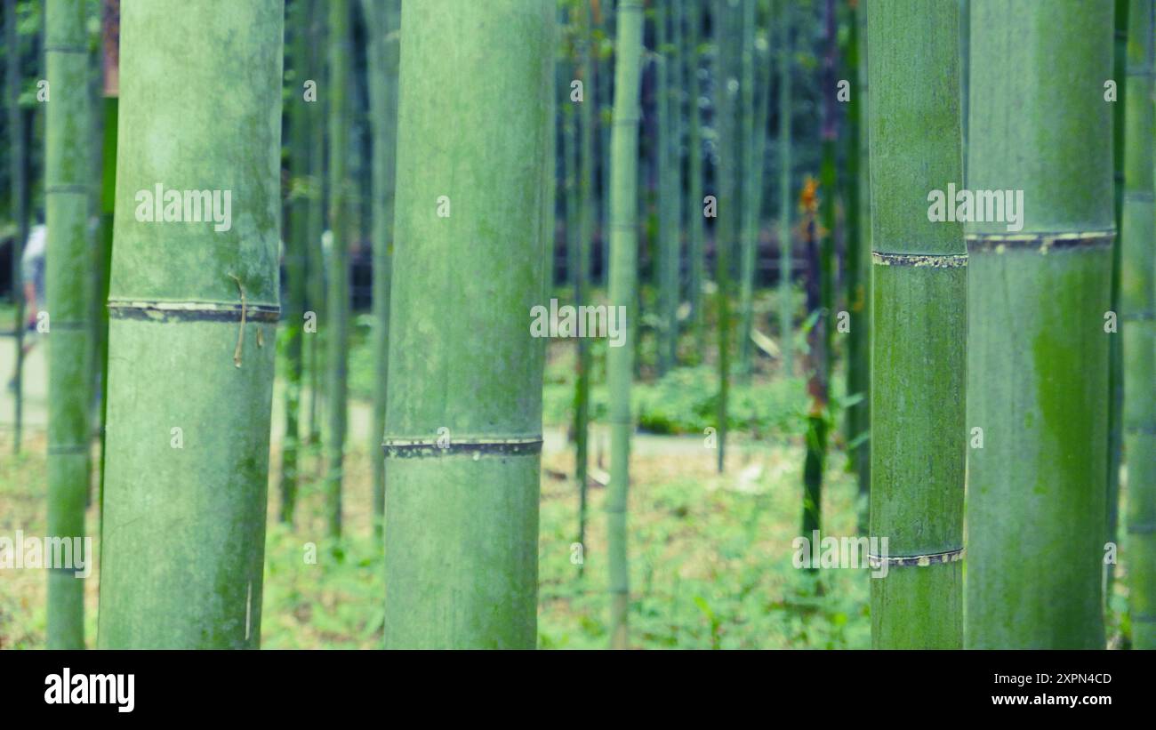 The Arashiyama Bamboo Grove: one of Kyoto's top sights (Japan Stock ...
