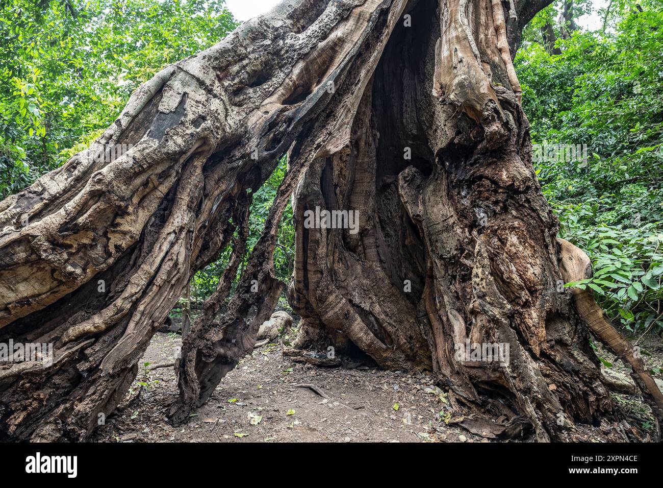 Strangler Fig tree, Manyara Treetop Walk, Manyara National Park ...