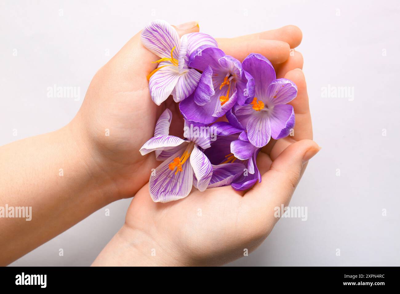 Woman holding beautiful Saffron flowers on white background Stock Photo ...