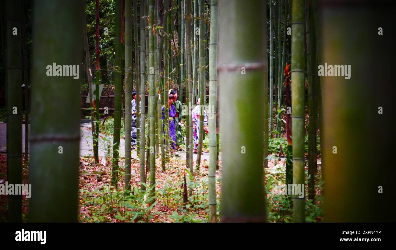 The Arashiyama Bamboo Grove: one of Kyoto's top sights (Japan Stock ...
