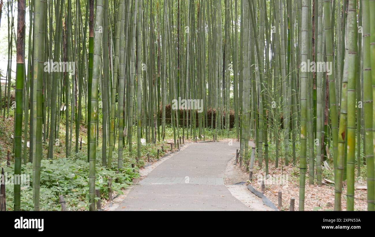 The Arashiyama Bamboo Grove: one of Kyoto's top sights (Japan Stock ...