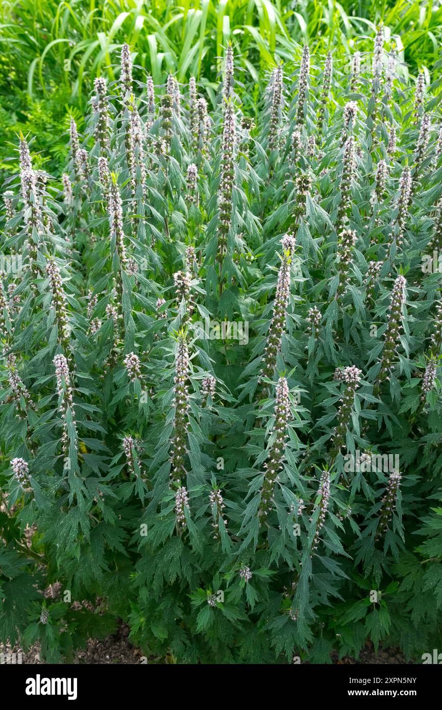 Motherwort Leonurus cardiaca "Grobbebol" Herbal plant Stock Photo - Alamy