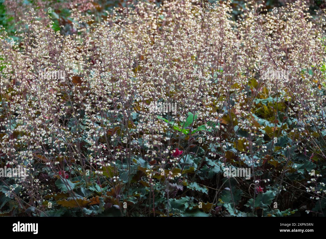 Heuchera "Ebony and Ivory" Coral Bells Alumroot Coralbells Alum Root ...