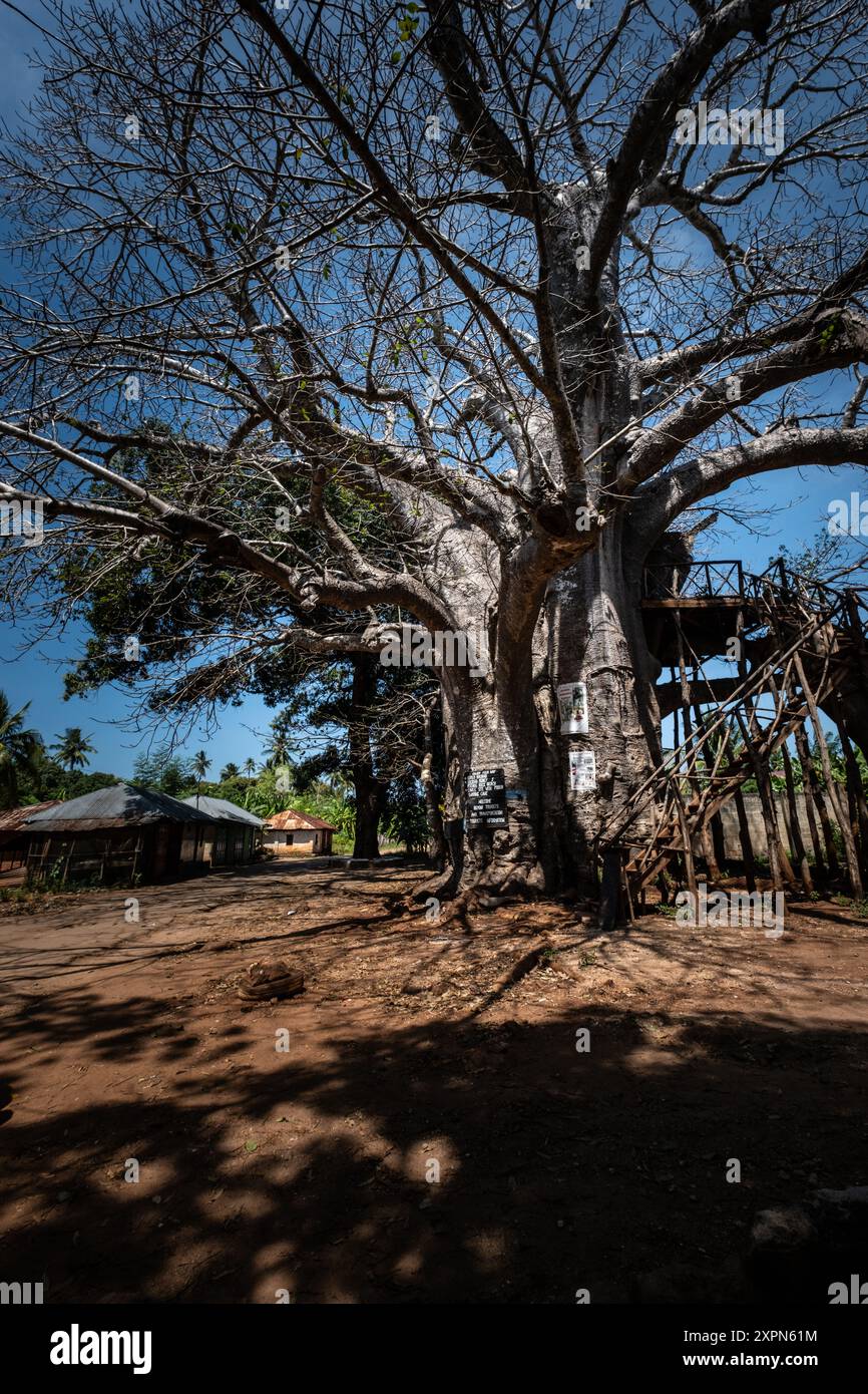 Roadside, housing and baobab trees of Zanzibar Island, Tanzania Stock ...