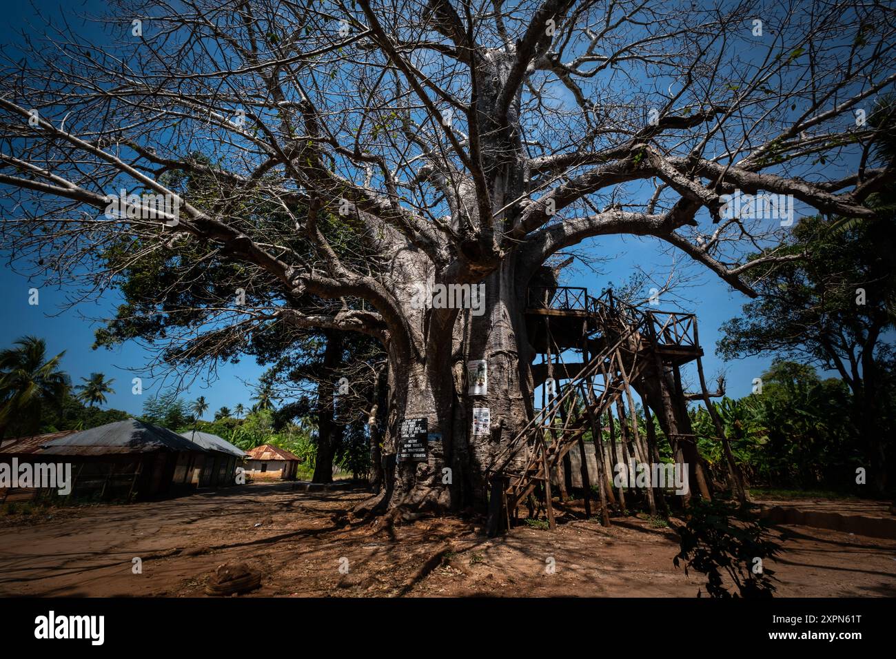 Roadside, housing and baobab trees of Zanzibar Island, Tanzania Stock ...