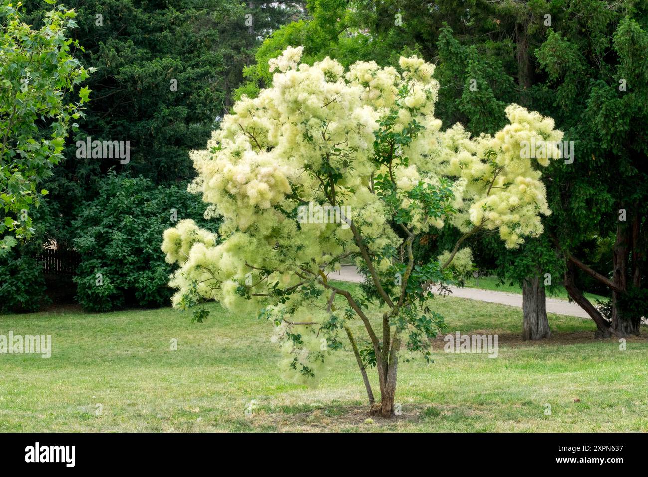 Cotinus coggygria young lady hi-res stock photography and images - Alamy