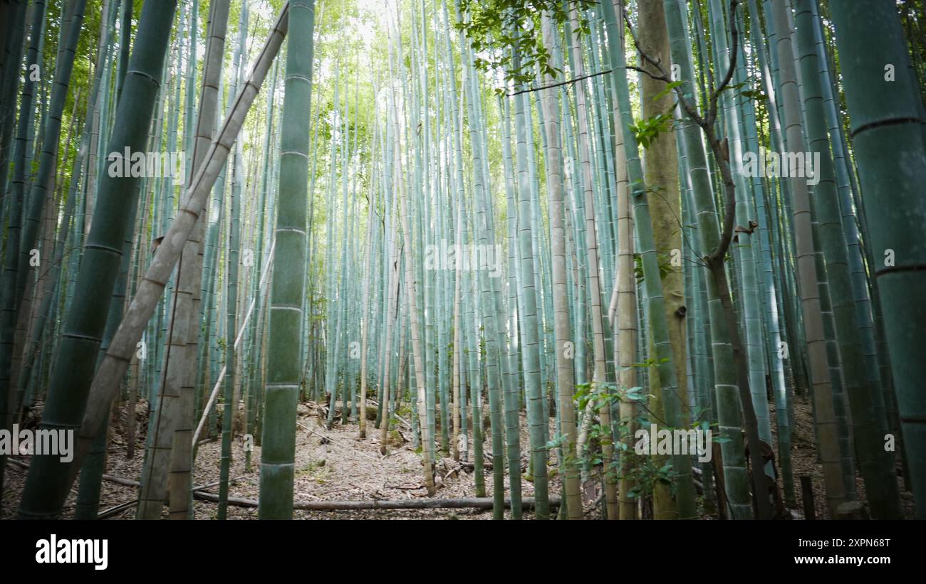 The Arashiyama Bamboo Grove: one of Kyoto's top sights (Japan Stock ...