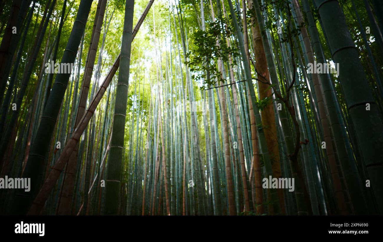 The Arashiyama Bamboo Grove: one of Kyoto's top sights (Japan Stock ...