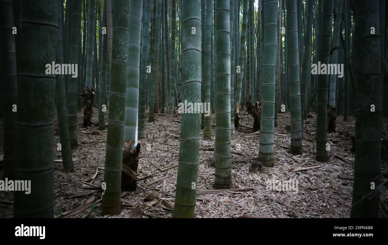 The Arashiyama Bamboo Grove: one of Kyoto's top sights (Japan Stock ...