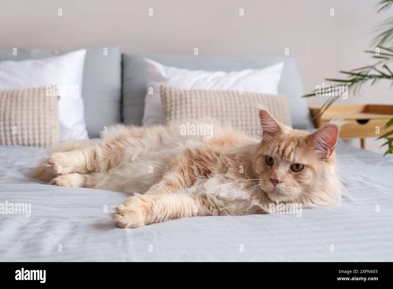 Cute beige Maine Coon cat lying on bed at home Stock Photo - Alamy