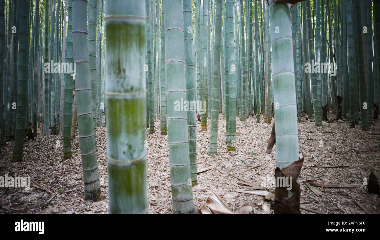 The Arashiyama Bamboo Grove: one of Kyoto's top sights (Japan Stock ...