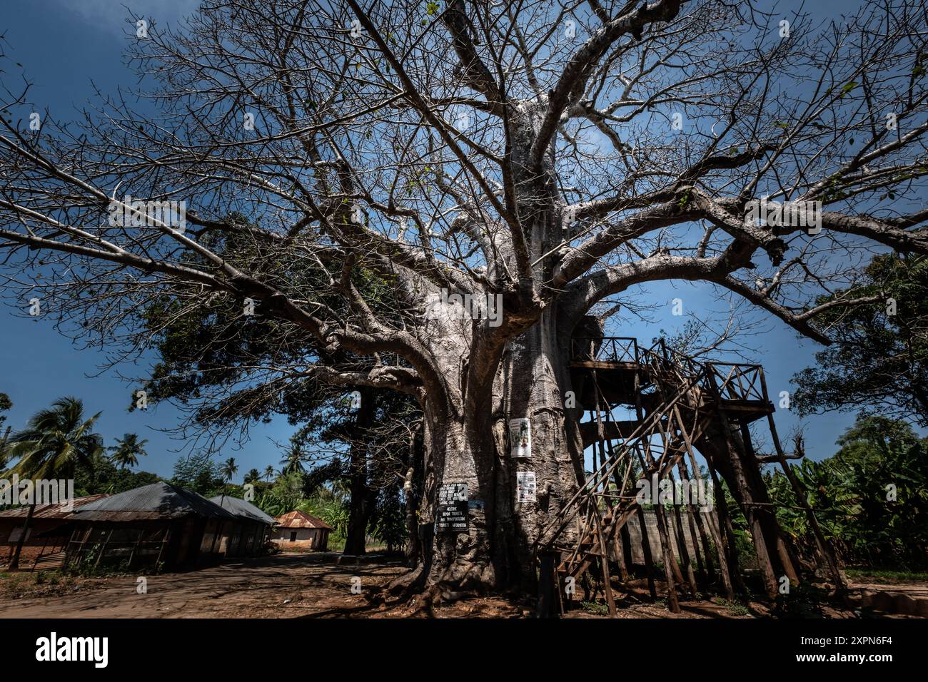 Roadside, housing and baobab trees of Zanzibar Island, Tanzania Stock ...