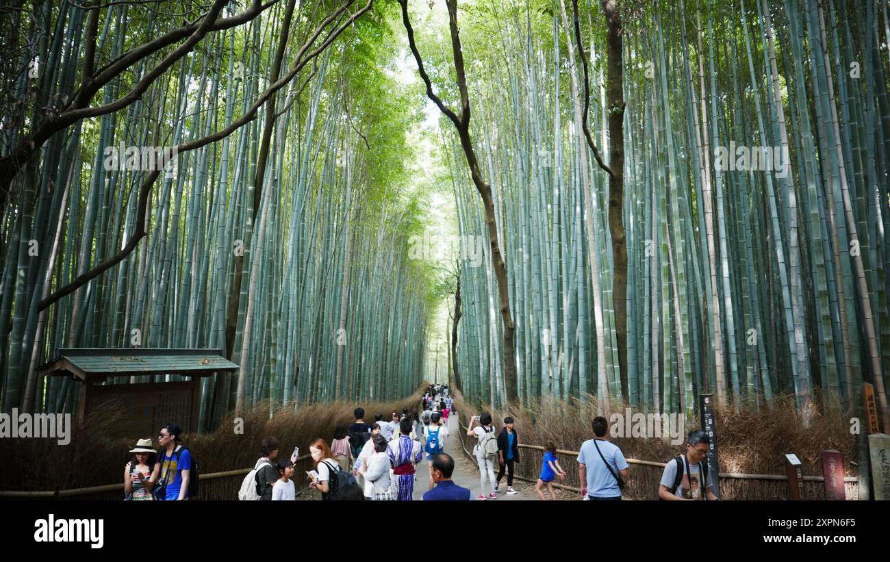 The Arashiyama Bamboo Grove: one of Kyoto's top sights (Japan Stock ...