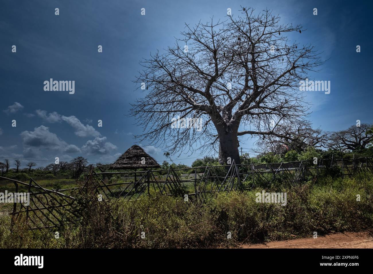 Roadside, housing and baobab trees of Zanzibar Island, Tanzania Stock ...