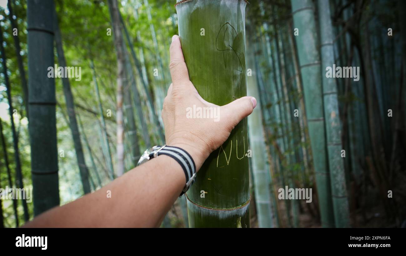 The Arashiyama Bamboo Grove: one of Kyoto's top sights (Japan Stock ...
