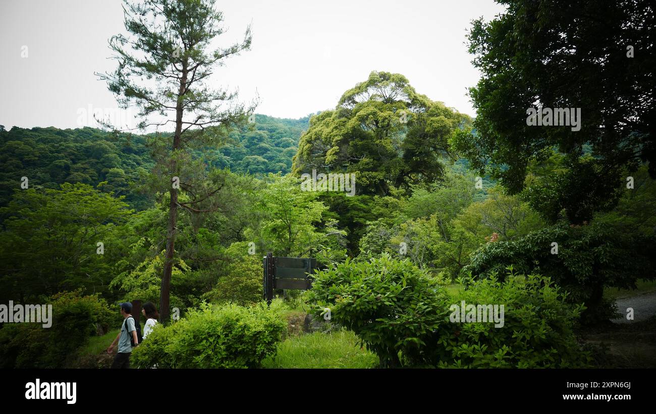 The Arashiyama Bamboo Grove: one of Kyoto's top sights (Japan Stock ...
