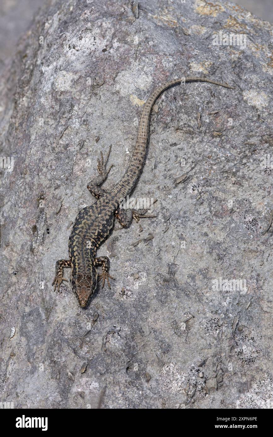 Common Wall Lizard (Podarcis muralis) Dorset April 2024 stacked Stock ...