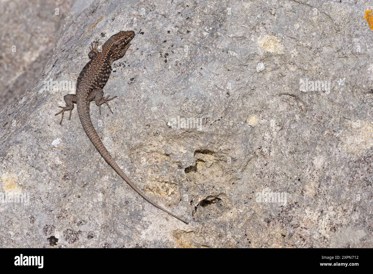 Common Wall Lizard (Podarcis muralis) Dorset April 2024 stacked Stock ...