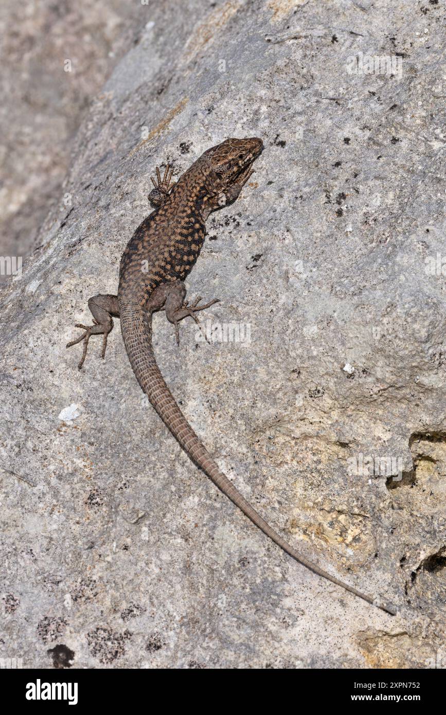 Dorset gb reptiles hi-res stock photography and images - Alamy