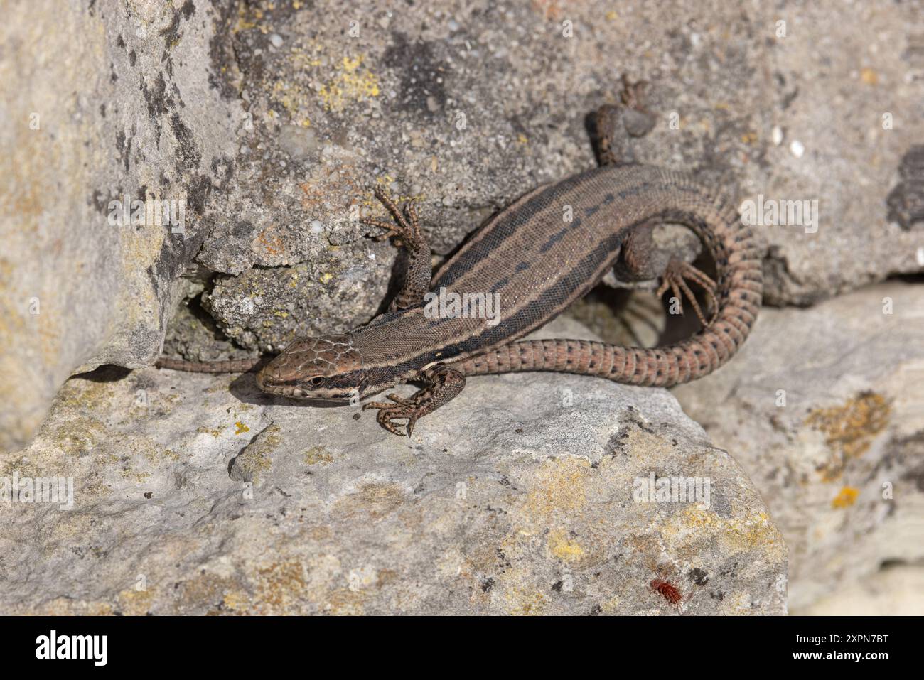 Common Wall Lizard (Podarcis muralis) Dorset April 2024 stacked Stock ...