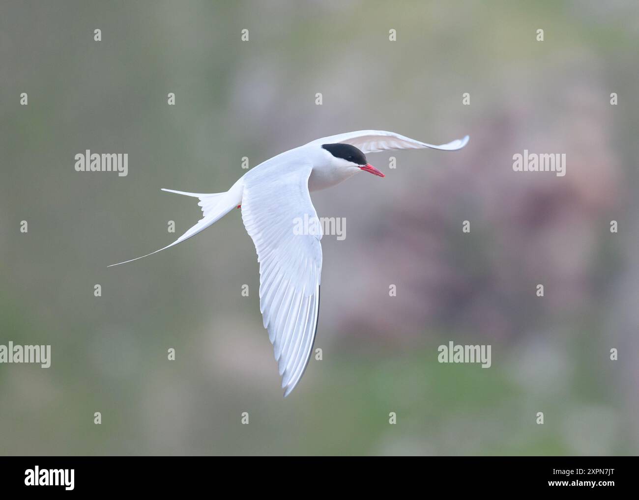 Arctic Tern in flight, The Blade, Ronas Voe, Shetland Stock Photo - Alamy