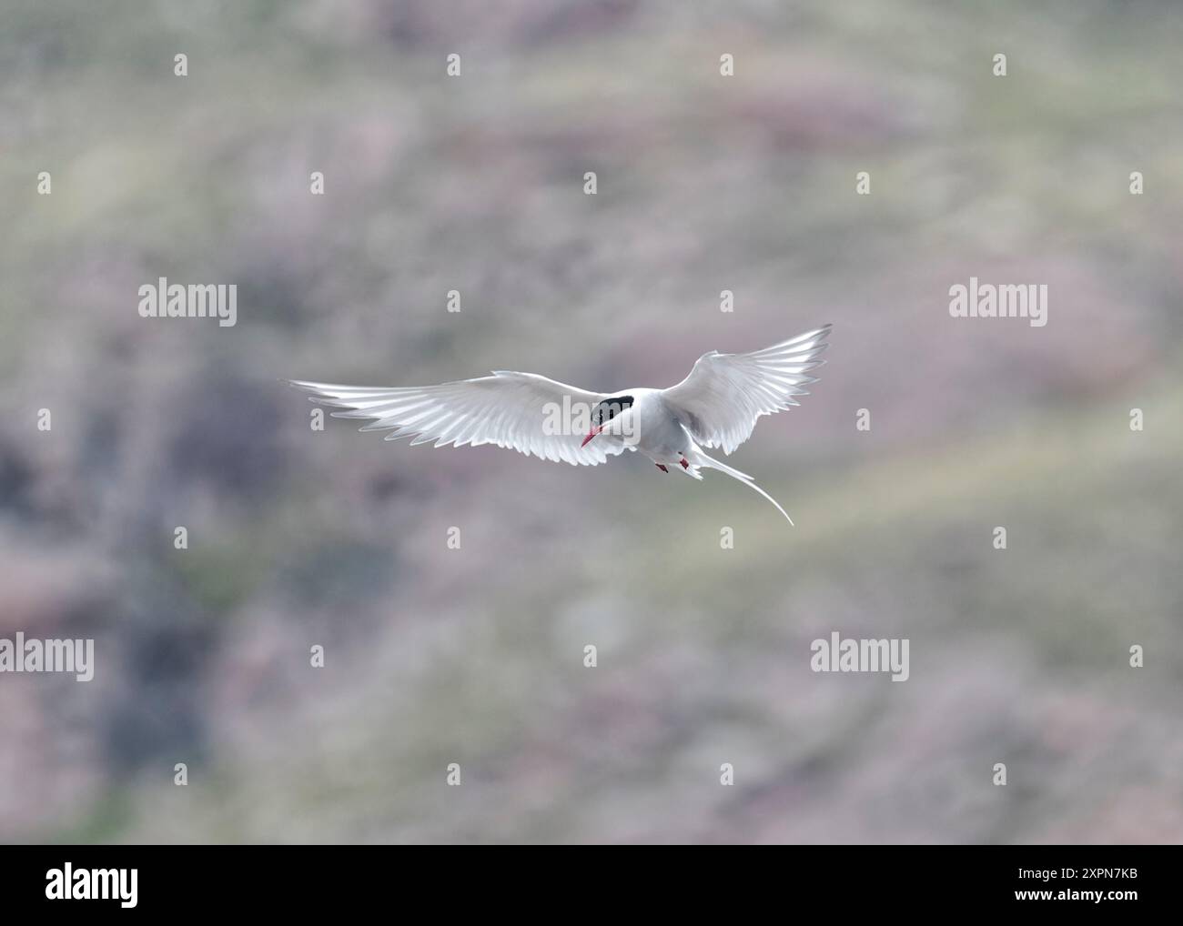 Arctic Tern in flight, The Blade, Ronas Voe, Shetland Stock Photo - Alamy