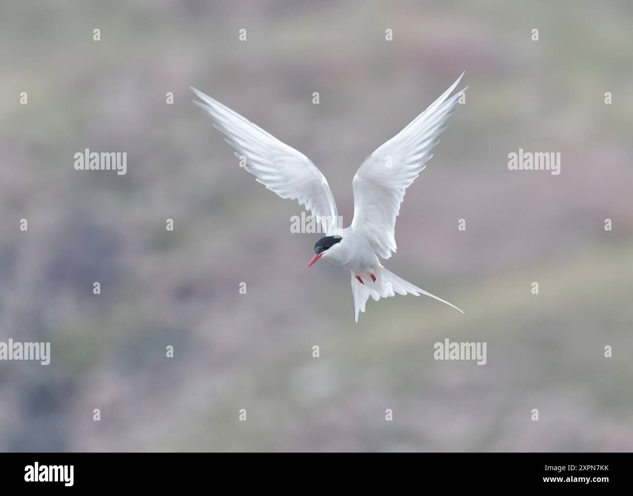 Arctic Tern in flight, The Blade, Ronas Voe, Shetland Stock Photo - Alamy