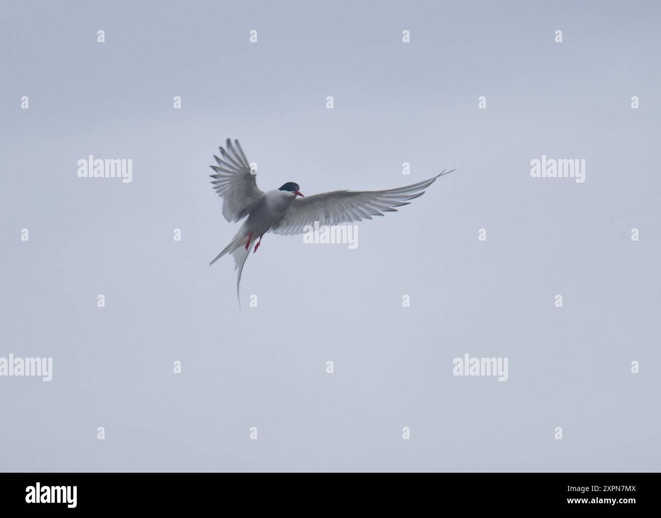 Arctic Tern in flight, The Blade, Ronas Voe, Shetland Stock Photo - Alamy