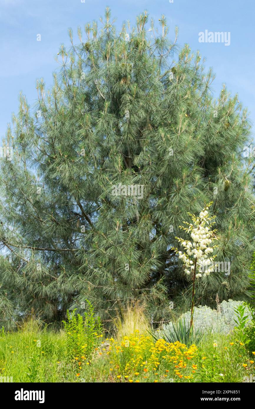 Pinus sabiniana Tree, California Foothill Pine Shape Stock Photo - Alamy