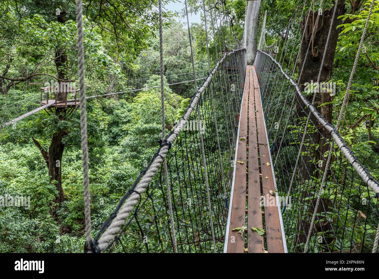 Manyara treetop walk hi-res stock photography and images - Alamy
