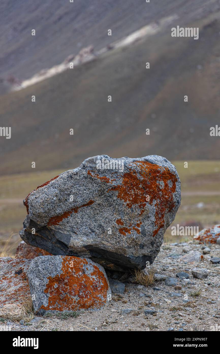 Fossil formed on rocks at a high-altitude mountain pass called Warila ...