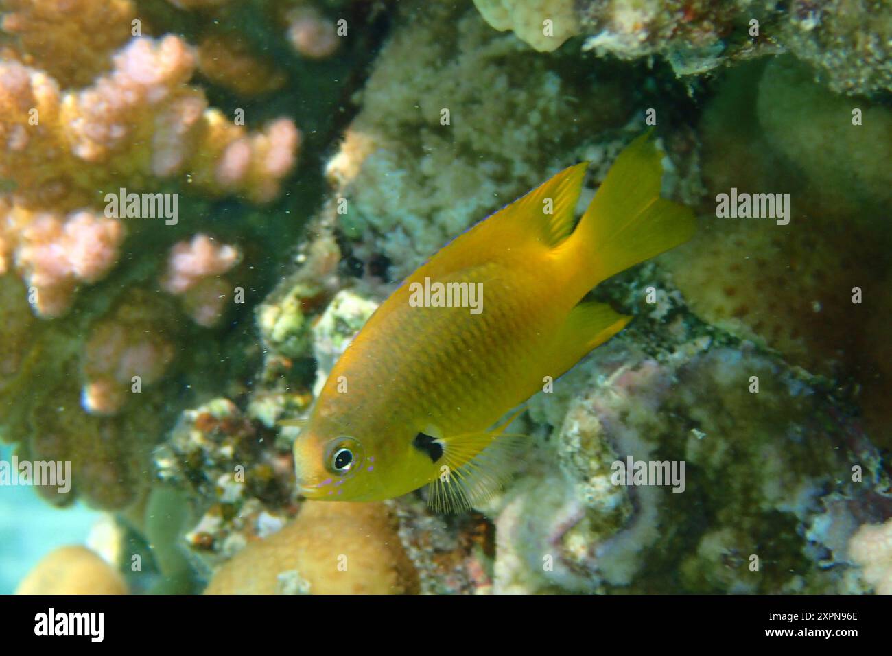 small yellow red sea fish from Egypt Stock Photo - Alamy