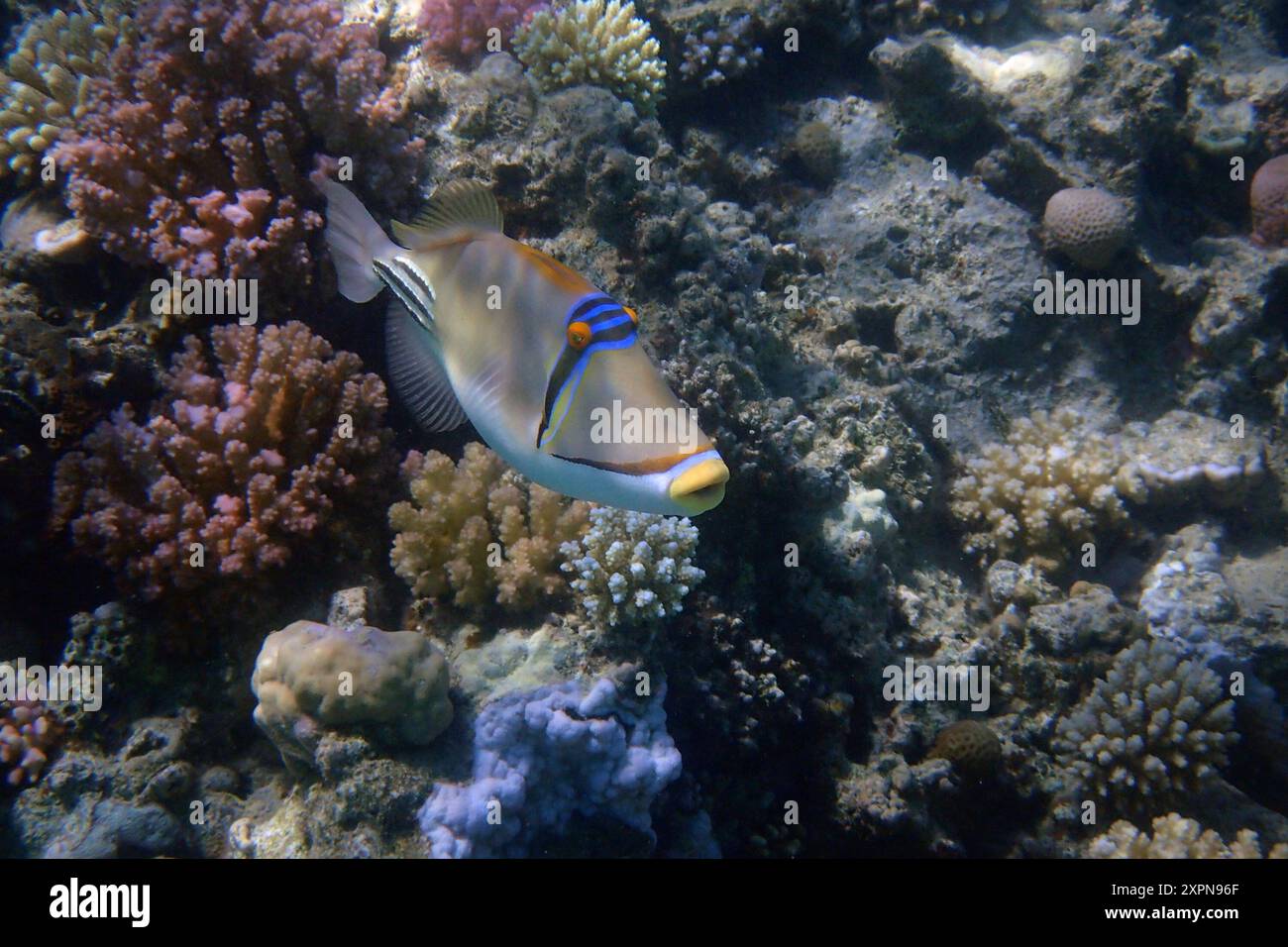 Triggerfish in red sea hi-res stock photography and images - Alamy